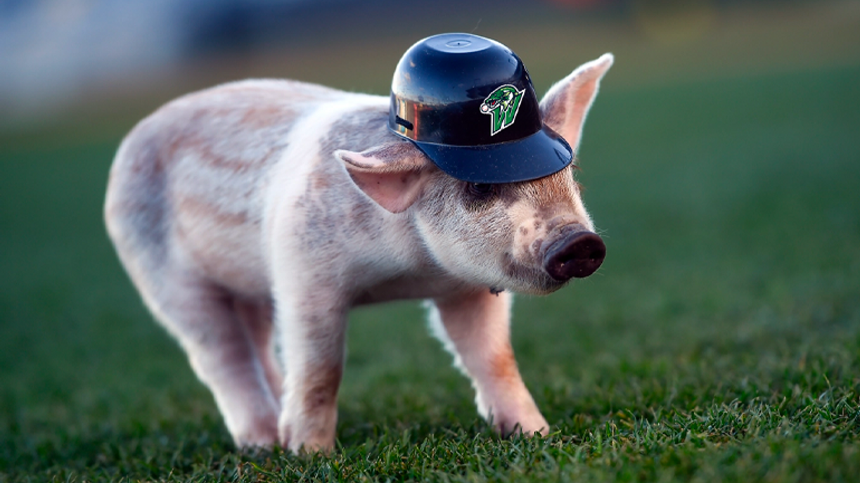 News: Jackfish to replace Bat Boy with Ball Pig - Welland Jackfish ...